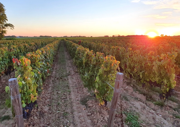 Divin Loire: domaine viticole bio à Oisly (41), Touraine